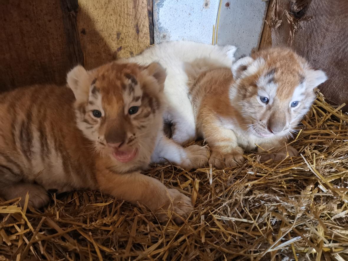 Pasaulyje itin retas baltasis tigras jau gyvena ir Lietuvoje - Dzūkų žinios