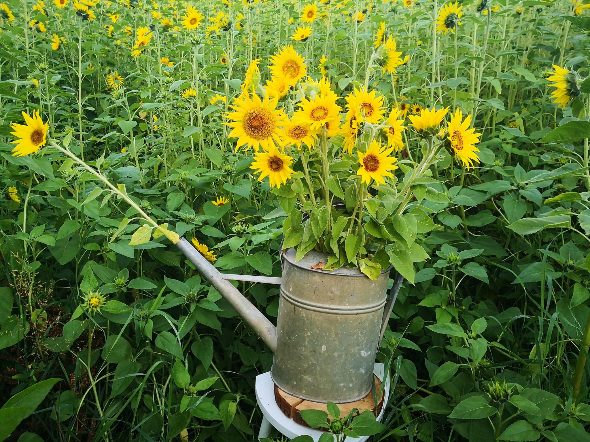 Živilė Milkė: „Mano Karibai yra dzūkiški ir patys geriausi bei ...