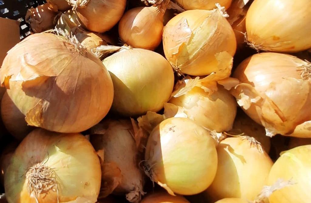 Ir „tribulkos“, ir žieminiai svogūnai daržininkių mylimi: tai pirmosios ...